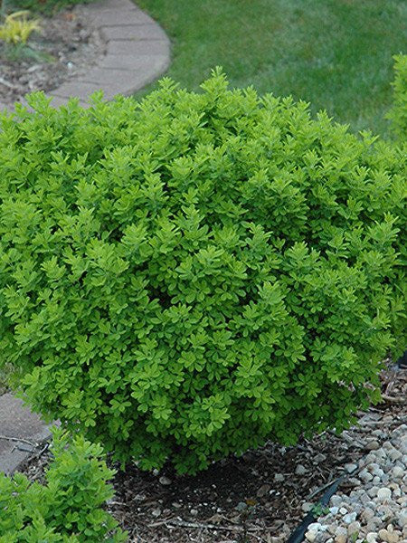 Beautiful Low Growing Shrubs Calgary | Trees And Shrubs For Sale ...