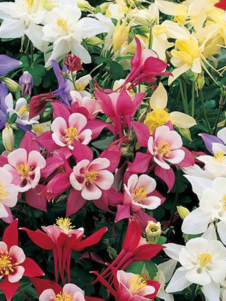 Perennial Plants Calgary | Perennials Plants Alberta | Perennial Plants ...