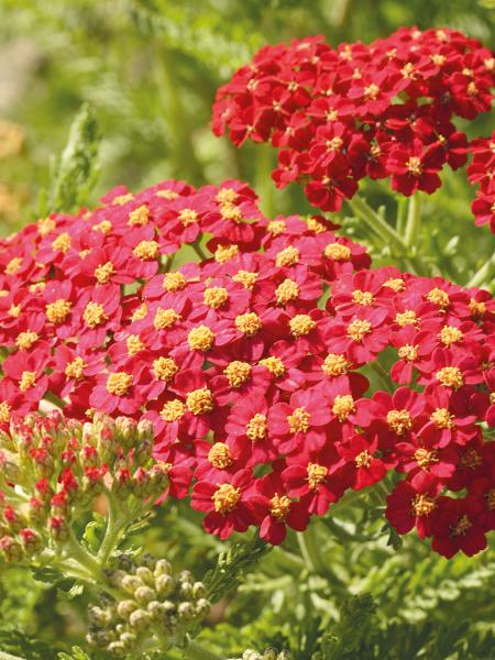 Perennial Plants Calgary | Perennials Plants Alberta | Perennial Plants ...