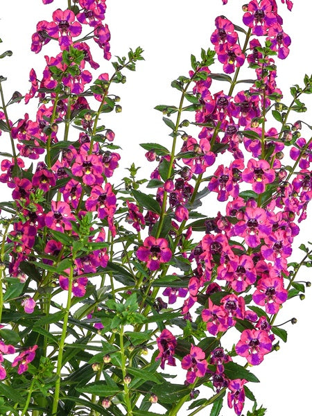 Annuals – Calgary Plants