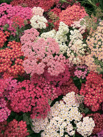 Perennial Plants Calgary | Perennials Plants Alberta | Perennial Plants ...