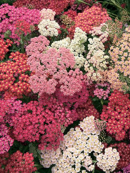 Perennial Plants Calgary | Perennials Plants Alberta | Perennial Plants ...