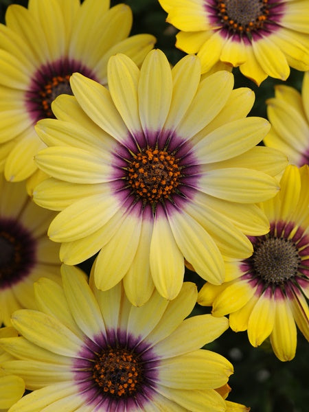 Products – Calgary Plants
