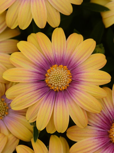 Products – Calgary Plants