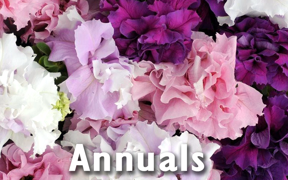 Calgary Plants Online Garden Centre