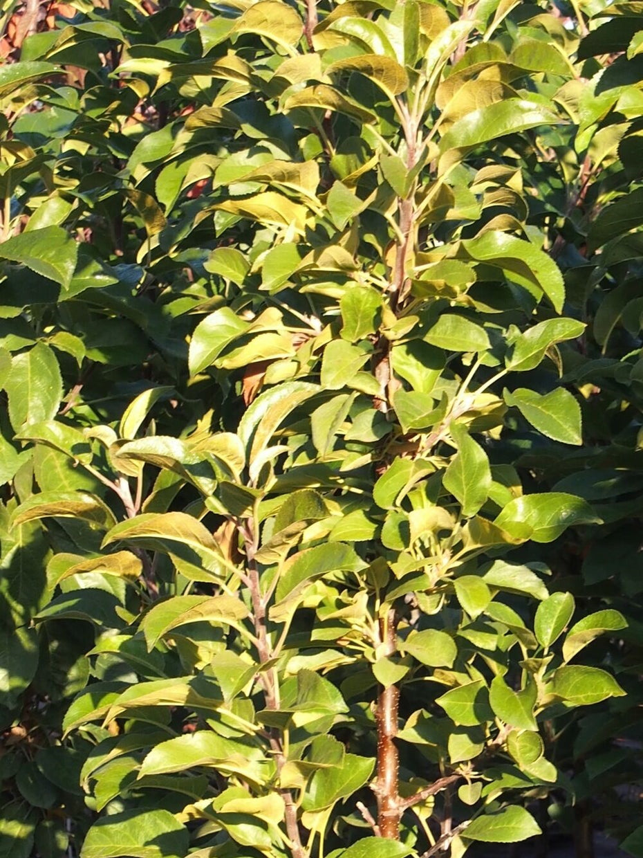 Online Tree Nursery Calgary | Where To Buy Trees Alberta | Trees ...