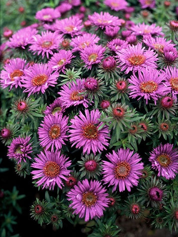 Perennial Plants Calgary | Perennials Plants Alberta | Perennial Plants ...