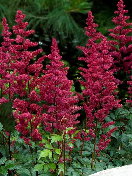 Perennial Plants Calgary | Perennials Plants Alberta | Perennial Plants ...