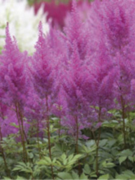 Perennial Plants Calgary | Perennials Plants Alberta | Perennial Plants ...