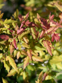 Beautiful Low Growing Shrubs Calgary | Trees And Shrubs For Sale ...