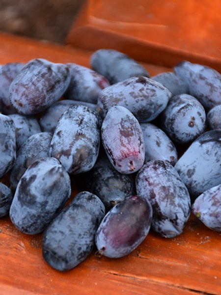 Shrubs - Chokeberry Shrubs Calgary | Saskaton Plant Alberta ...