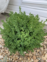 Beautiful Low Growing Shrubs Calgary | Trees And Shrubs For Sale ...