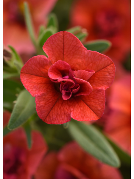 Calibrachoa - MiniFamous Uno DBL Orange – Calgary Plants