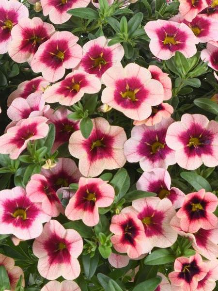 Annuals – Page 4 – Calgary Plants