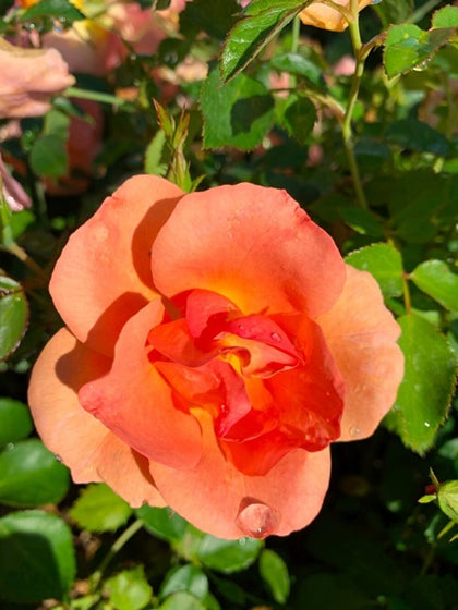 Roses – Calgary Plants