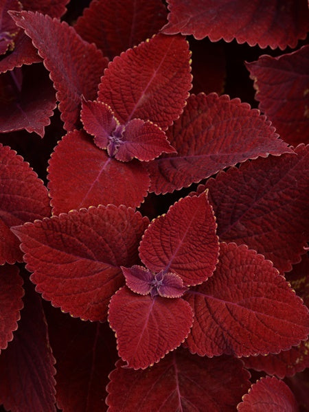 Annuals – Page 7 – Calgary Plants