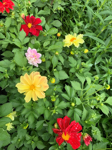 Annuals – Page 4 – Calgary Plants