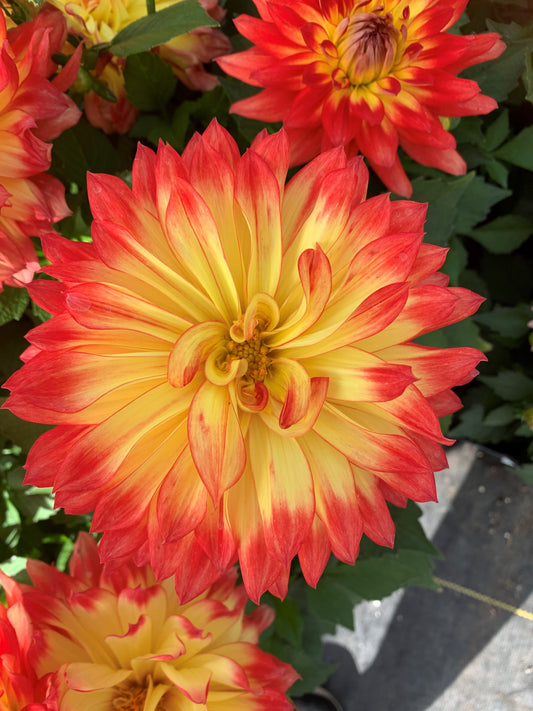 2024 NEW PRODUCTS – Page 3 – Calgary Plants