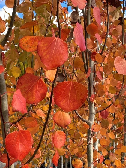 Online Tree Nursery Calgary | Where To Buy Trees Alberta | Trees ...
