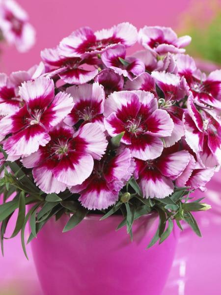 Annuals – Page 13 – Calgary Plants