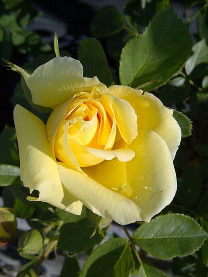 Roses – Calgary Plants