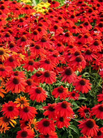 Perennial Plants Calgary | Perennials Plants Alberta | Perennial Plants ...