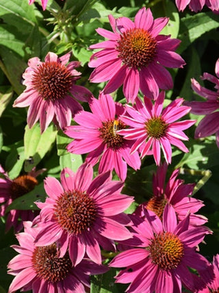 Perennial Plants Calgary | Perennials Plants Alberta | Perennial Plants ...