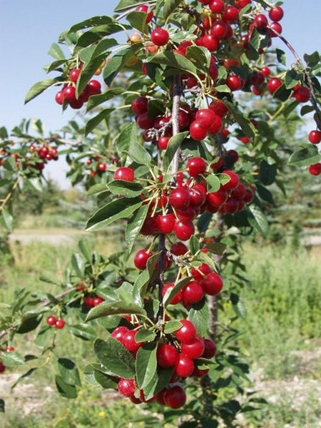 Online Tree Nursery Calgary | Where To Buy Trees Alberta | Trees ...