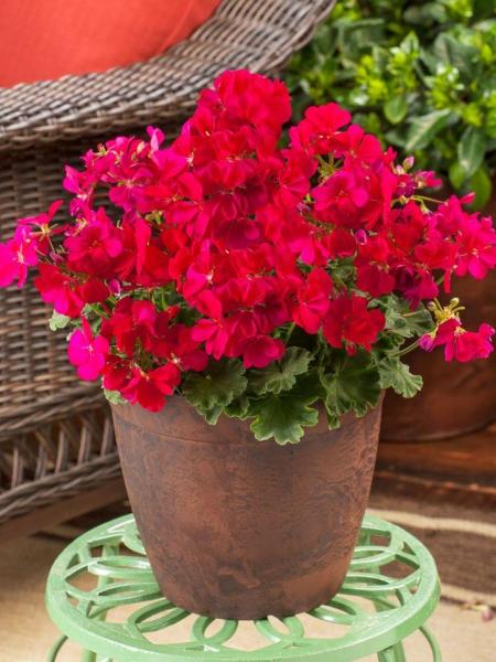 Annuals – Page 6 – Calgary Plants