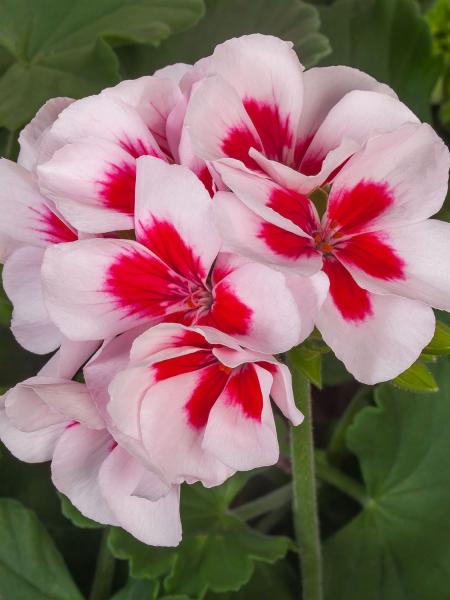 Annuals – Page 9 – Calgary Plants