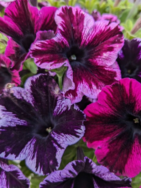 Hanging Baskets – Calgary Plants