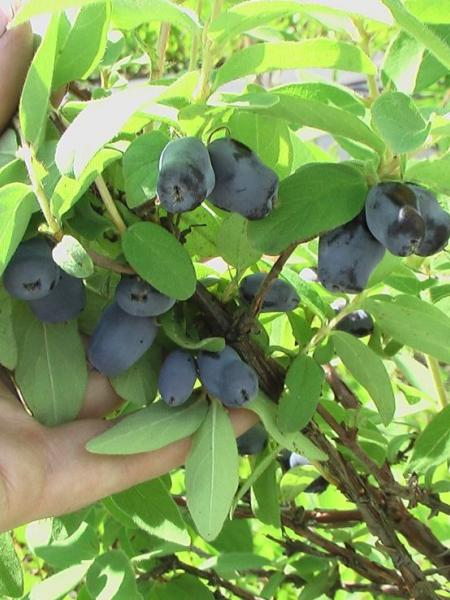 Shrubs - Chokeberry Shrubs Calgary | Saskaton Plant Alberta ...