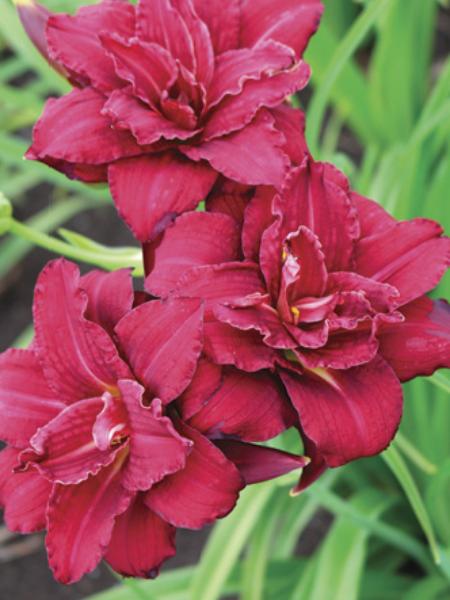 Perennial Plants Calgary | Perennials Plants Alberta | Perennial Plants ...