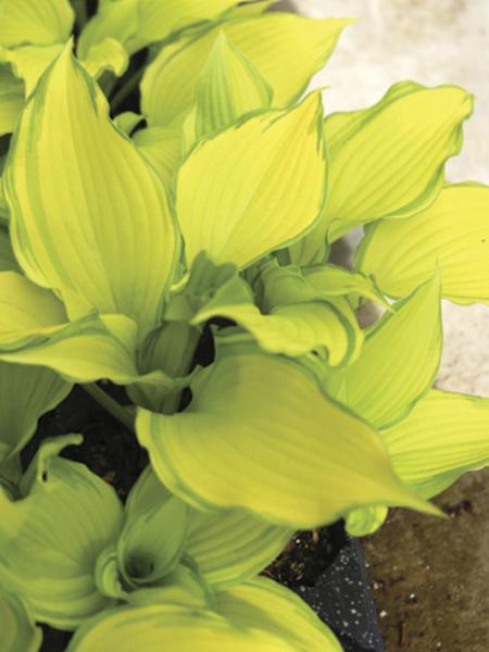 Perennial Plants Calgary | Perennials Plants Alberta | Perennial Plants ...