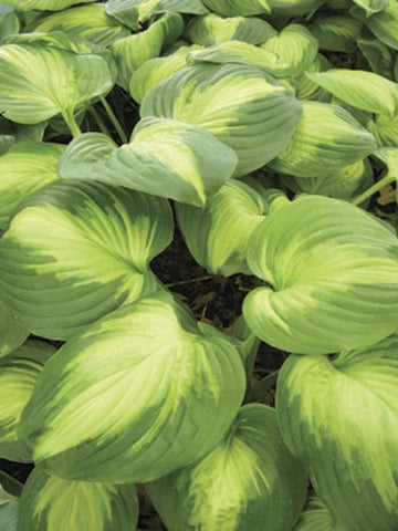 Perennial Plants Calgary | Perennials Plants Alberta | Perennial Plants ...