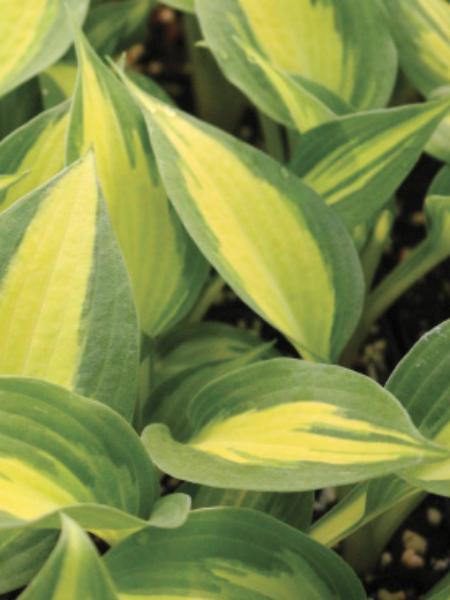 Perennial Plants Calgary | Perennials Plants Alberta | Perennial Plants ...