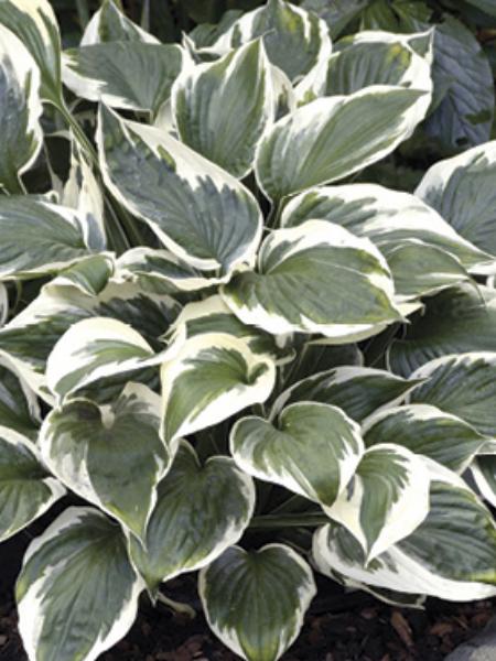 Perennial Plants Calgary | Perennials Plants Alberta | Perennial Plants ...