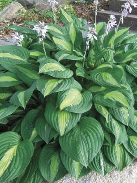 Perennial Plants Calgary | Perennials Plants Alberta | Perennial Plants ...