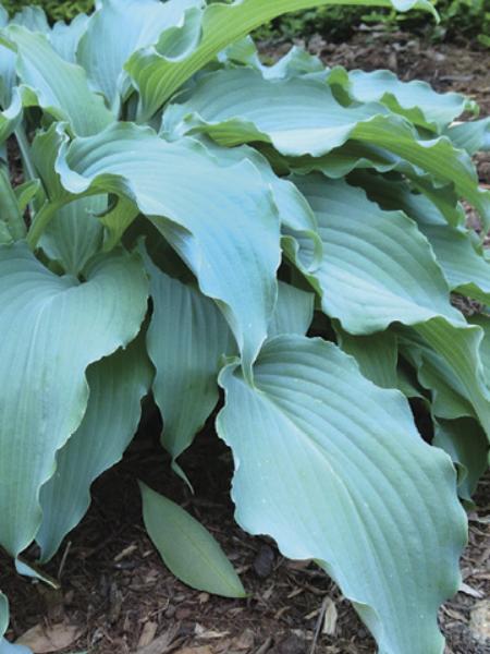 Perennial Plants Calgary | Perennials Plants Alberta | Perennial Plants ...