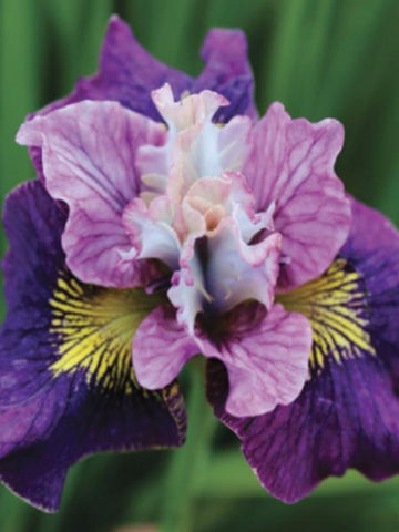 Perennial Plants Calgary | Perennials Plants Alberta | Perennial Plants ...