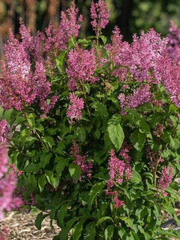 Beautiful Low Growing Shrubs Calgary | Trees And Shrubs For Sale ...