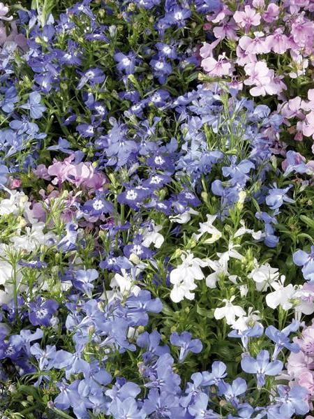 Annuals – Page 10 – Calgary Plants