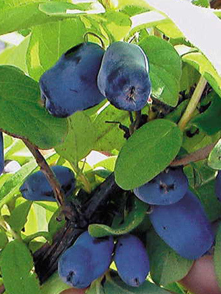 Beautiful Low Growing Shrubs Calgary | Trees And Shrubs For Sale ...