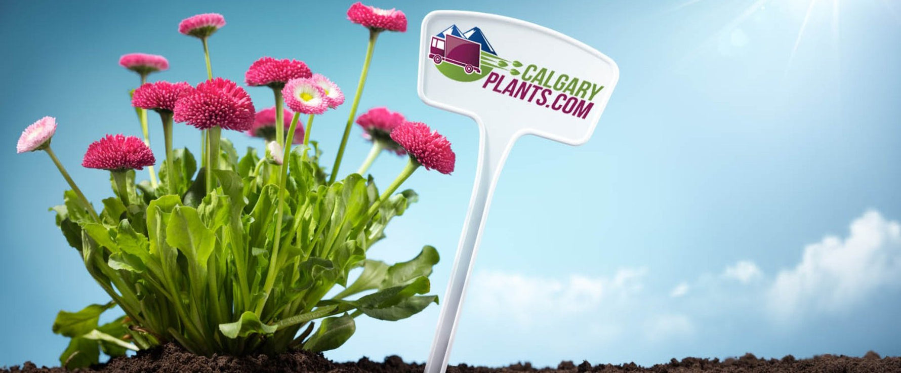 Calgary Plants Online Garden Centre