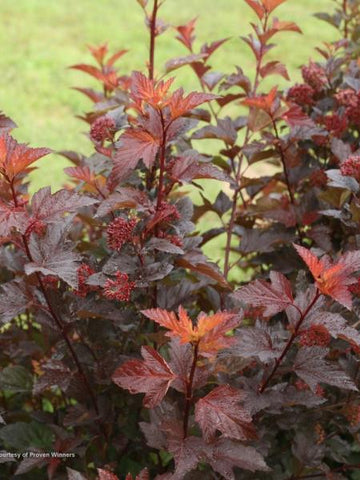 Beautiful Low Growing Shrubs Calgary | Trees And Shrubs For Sale ...