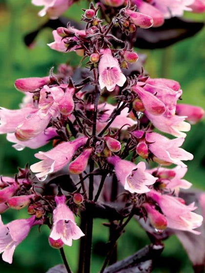 Perennial Plants Calgary | Perennials Plants Alberta | Perennial Plants ...