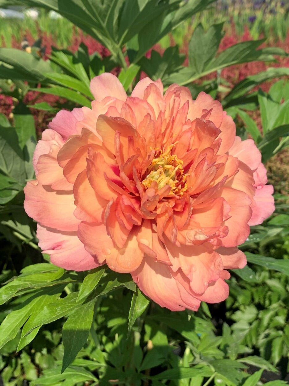 Perennial Plants Calgary | Perennials Plants Alberta | Perennial Plants ...