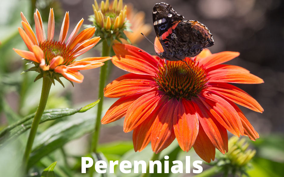 Calgary Plants Online Garden Centre