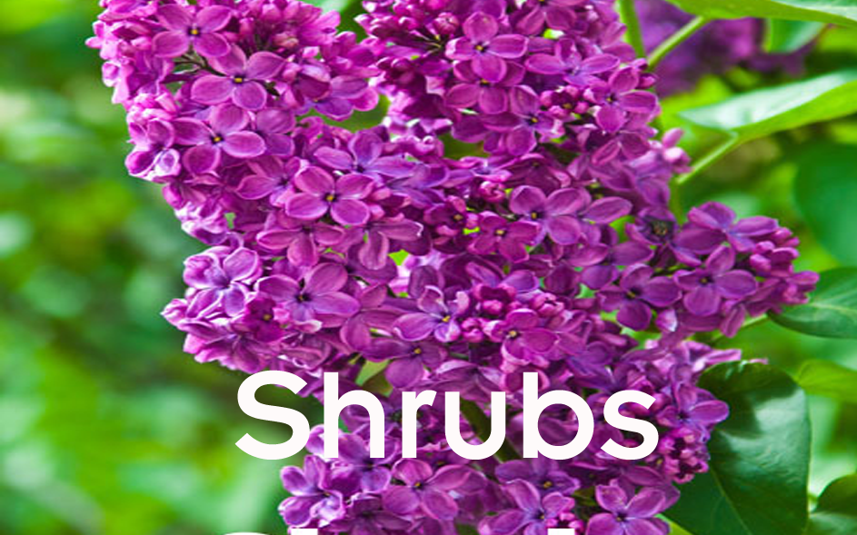 Calgary Plants Online Garden Centre