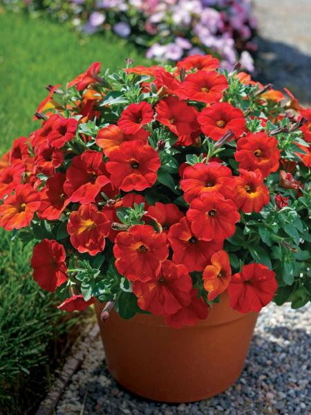 Petchoa - SuperCal® Premium Red Maple – Calgary Plants